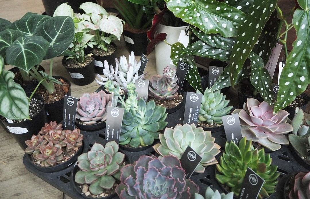 京都のボタニカルショップ｜話題のビザールプランツから観葉植物まで揃う専門店 - KYOTO SIDE(キョウトサイド)